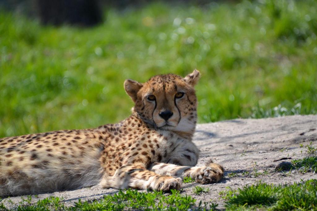Ogród Zoologiczny | Miasto Opole