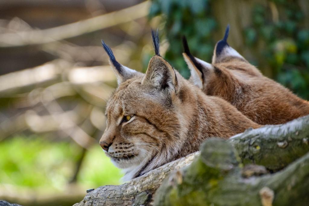 Ogród Zoologiczny | Miasto Opole